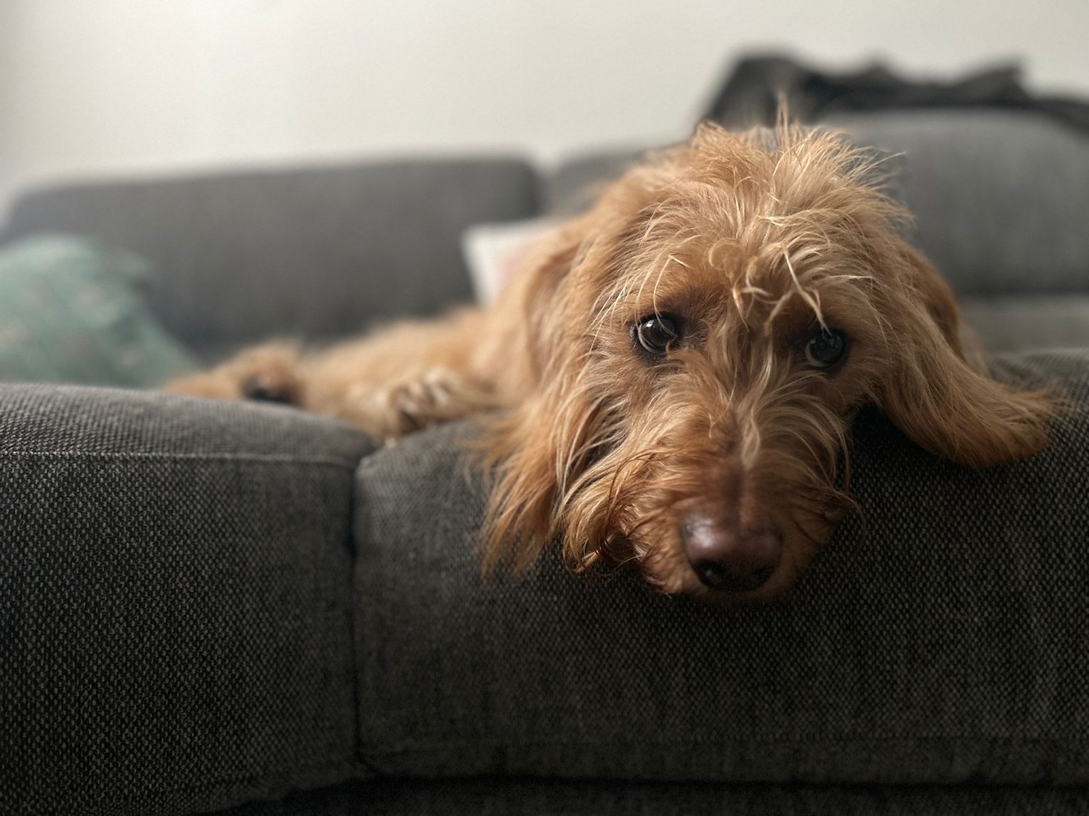 About us – Gentle Paws Vets